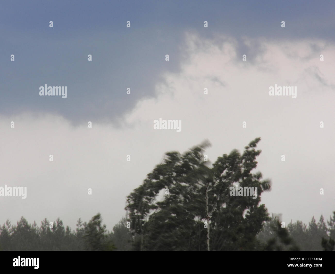 The weather is bad. The wind. Storm. the tree that bends in the wind ...