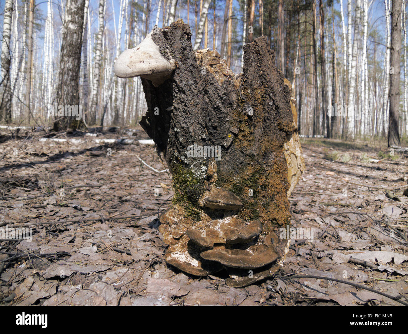 Large tree trunk parasitic plants hi-res stock photography and images ...