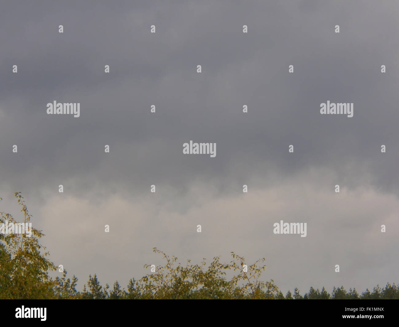 The grass, the bushes, the tops of the trees under grey cloudy sky ...
