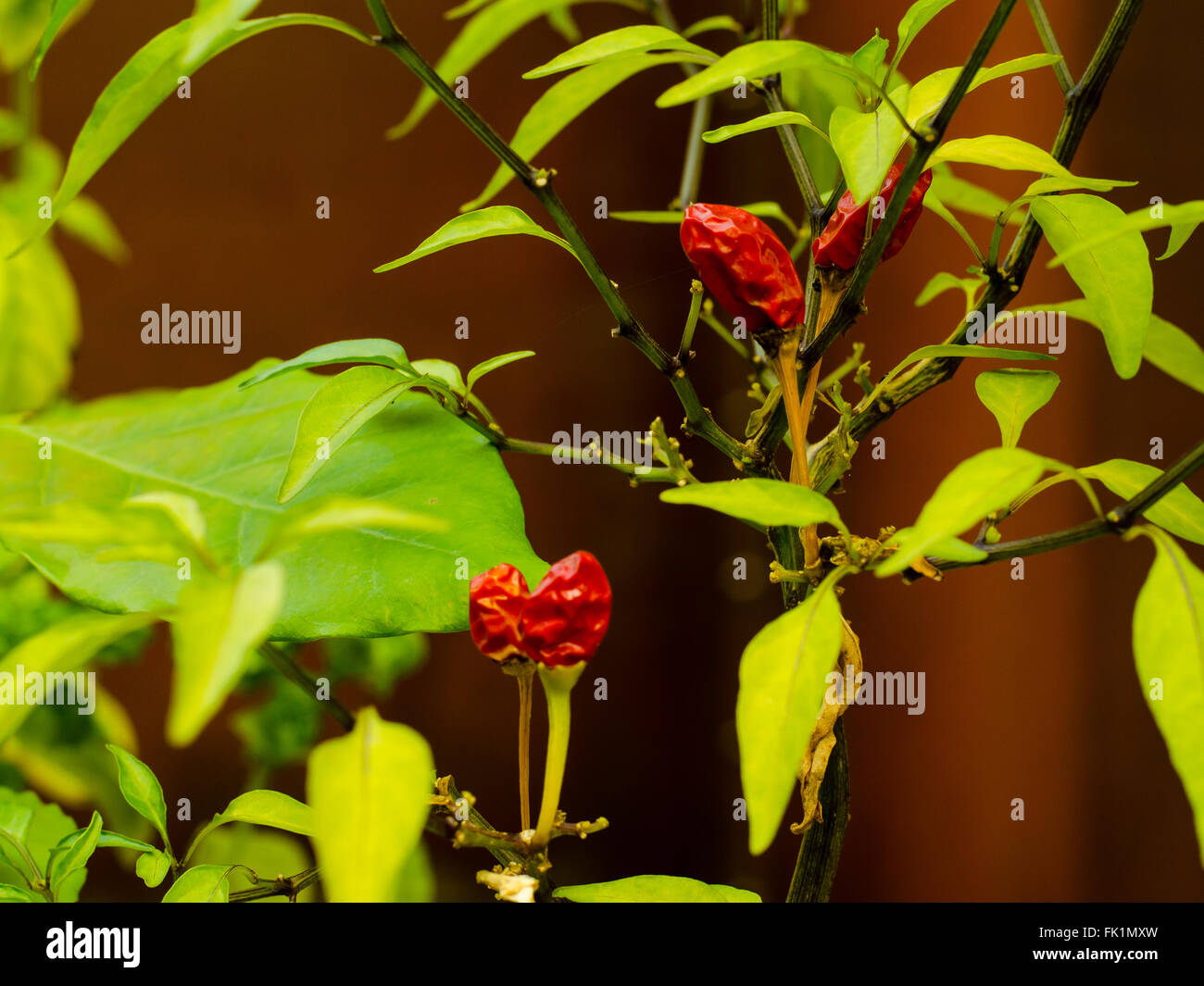 details of a plant of red hot chili pepper Stock Photo - Alamy