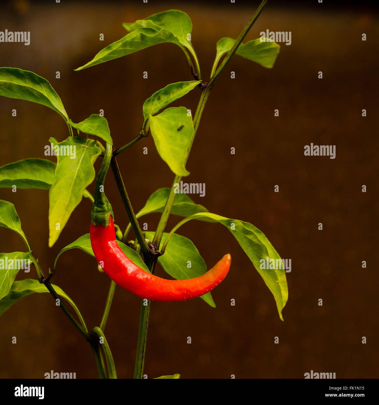 details of a plant of red hot chili pepper Stock Photo - Alamy