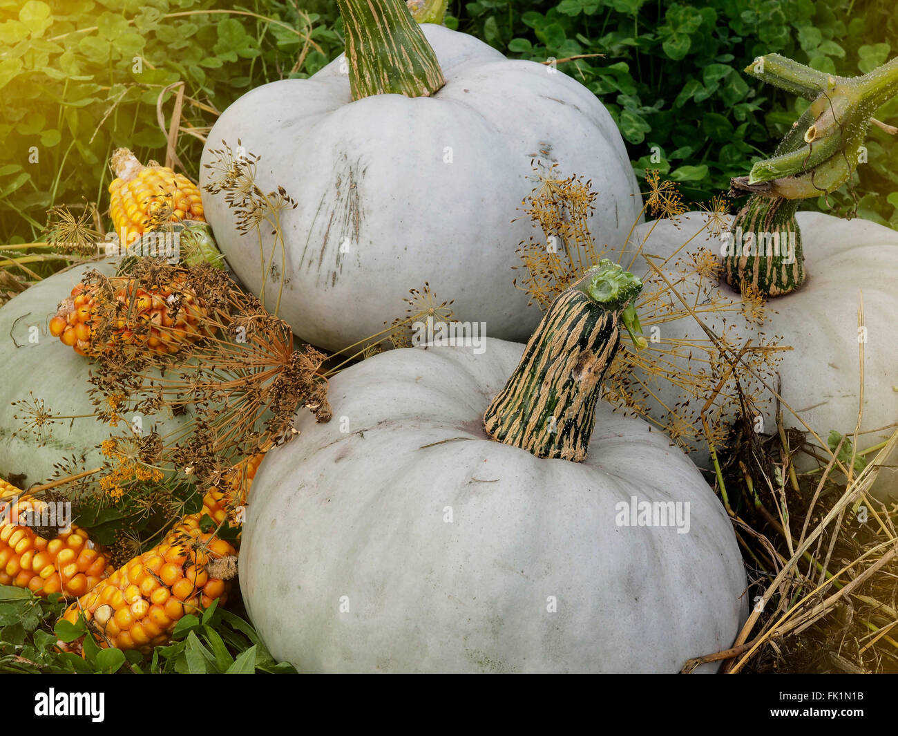 autumn white pumpkins Stock Photo - Alamy