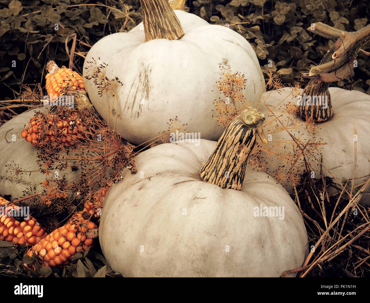 Dutch halloween hi-res stock photography and images - Alamy