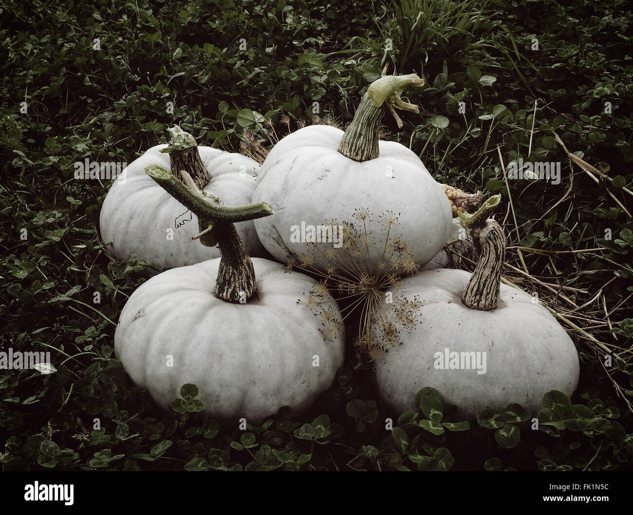 Dutch halloween hi-res stock photography and images - Alamy