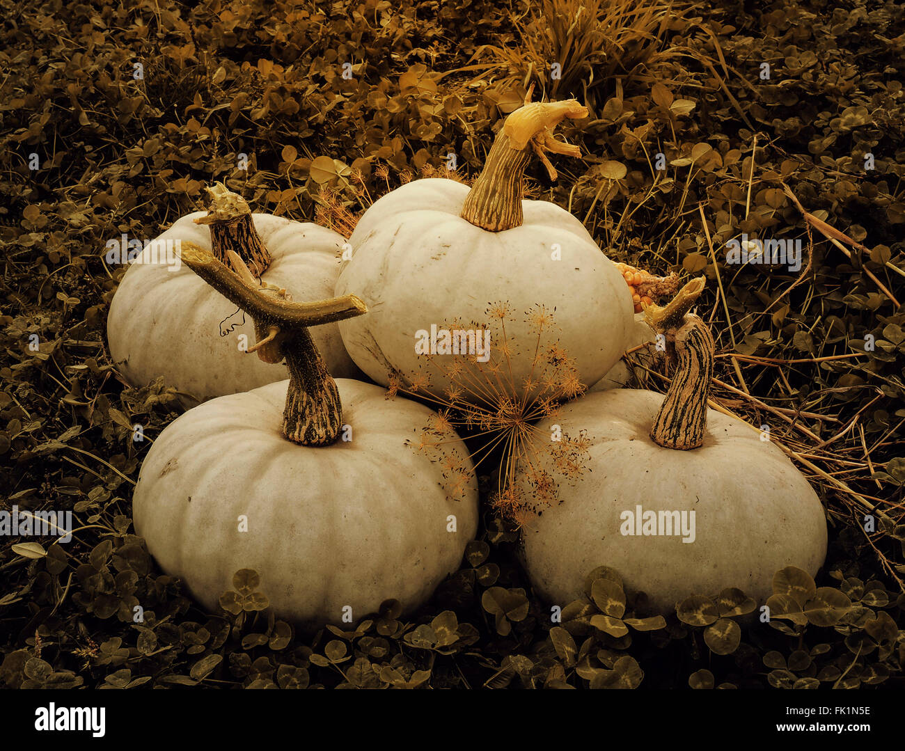 Dutch halloween hi-res stock photography and images - Alamy