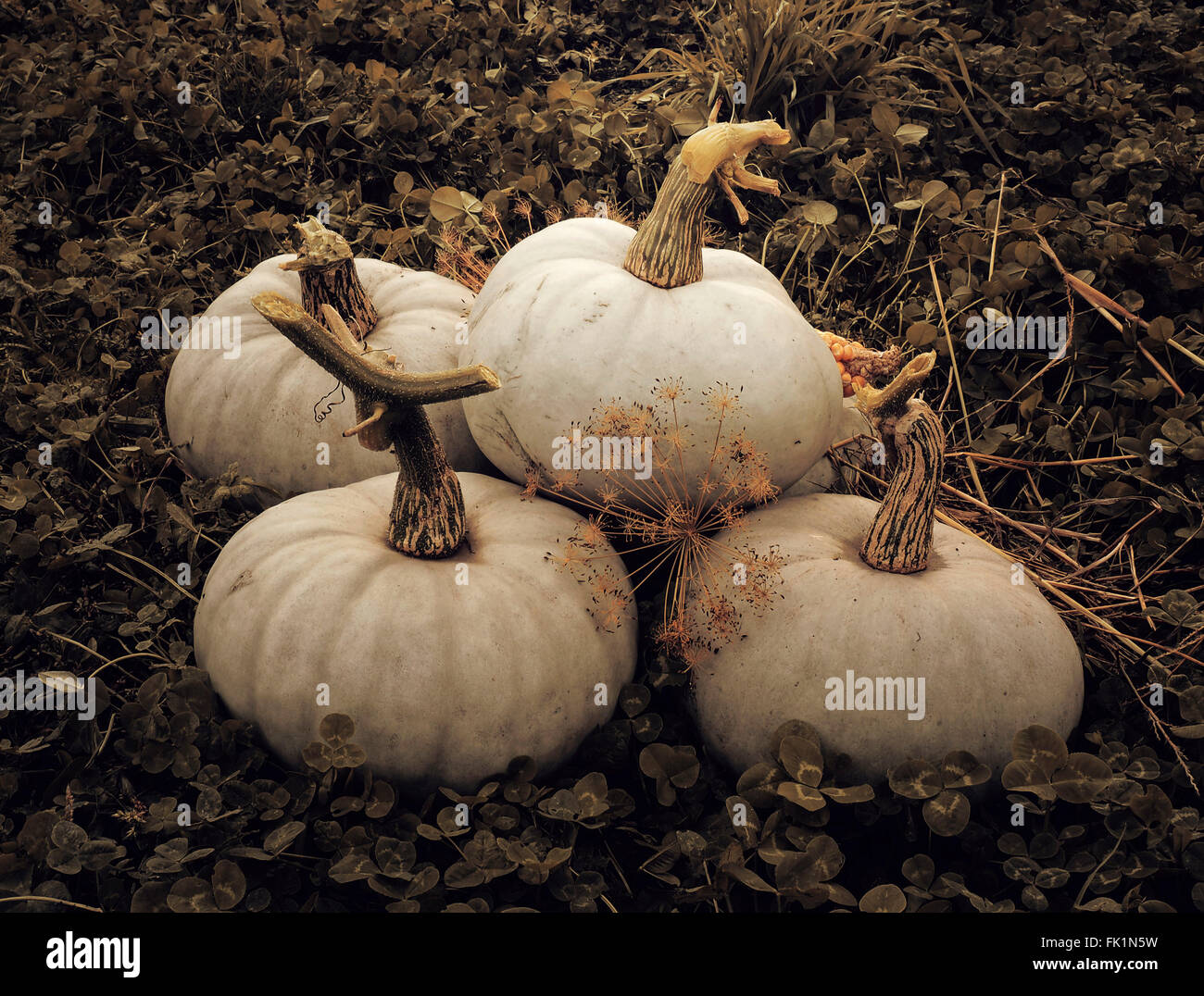 Dutch halloween hi-res stock photography and images - Alamy