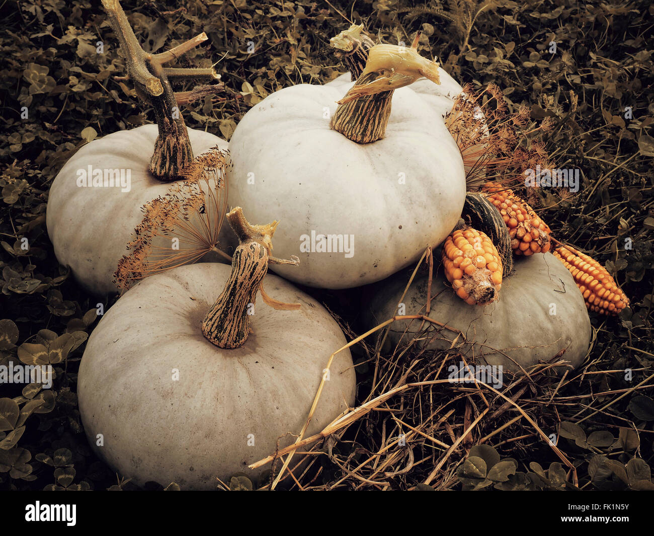 halloween gothic pumpkins Stock Photo - Alamy