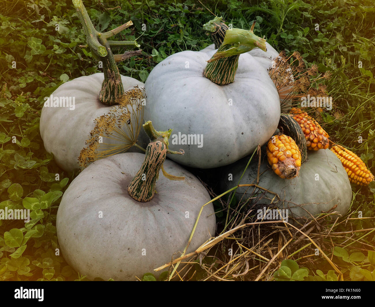 Miniature golden pumpkins hi-res stock photography and images - Alamy
