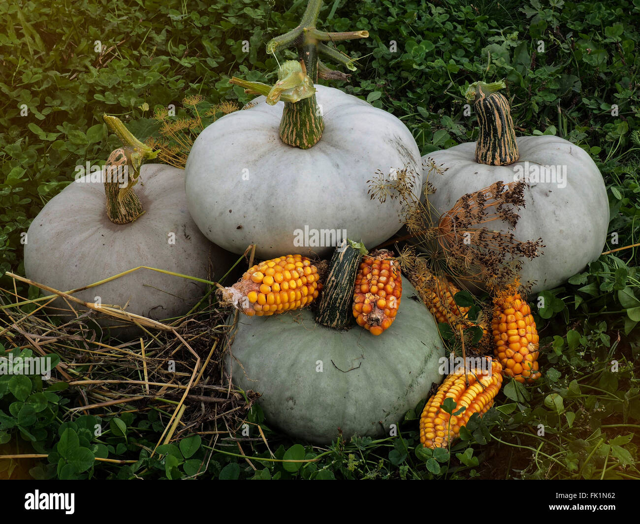 Miniature golden pumpkins hi-res stock photography and images - Alamy