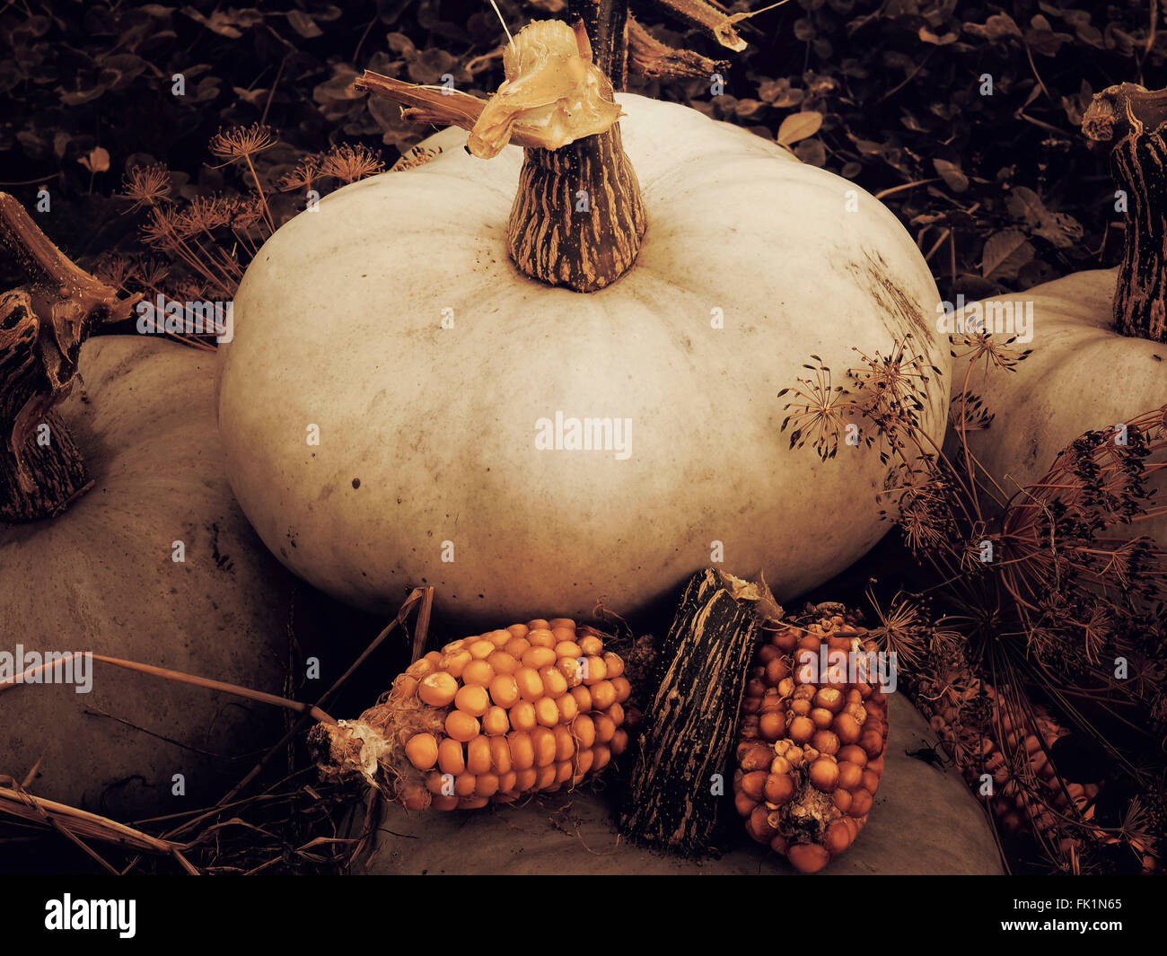 Miniature golden pumpkins hi-res stock photography and images - Alamy