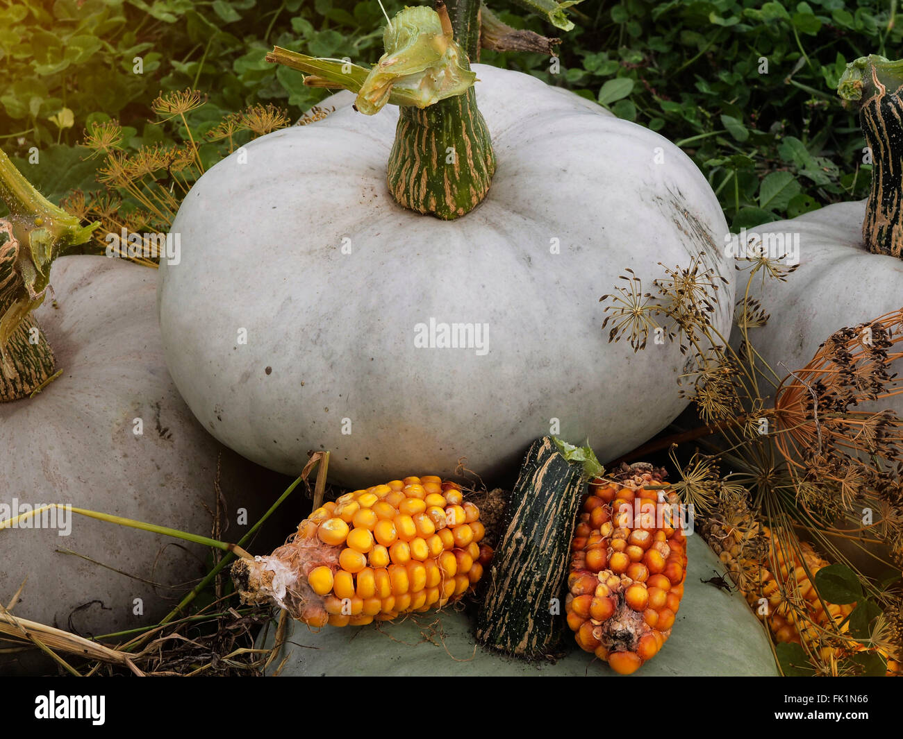 Ornamental white pumpkin hi-res stock photography and images - Alamy
