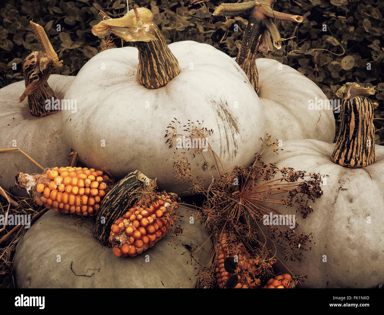 Miniature golden pumpkins hi-res stock photography and images - Alamy
