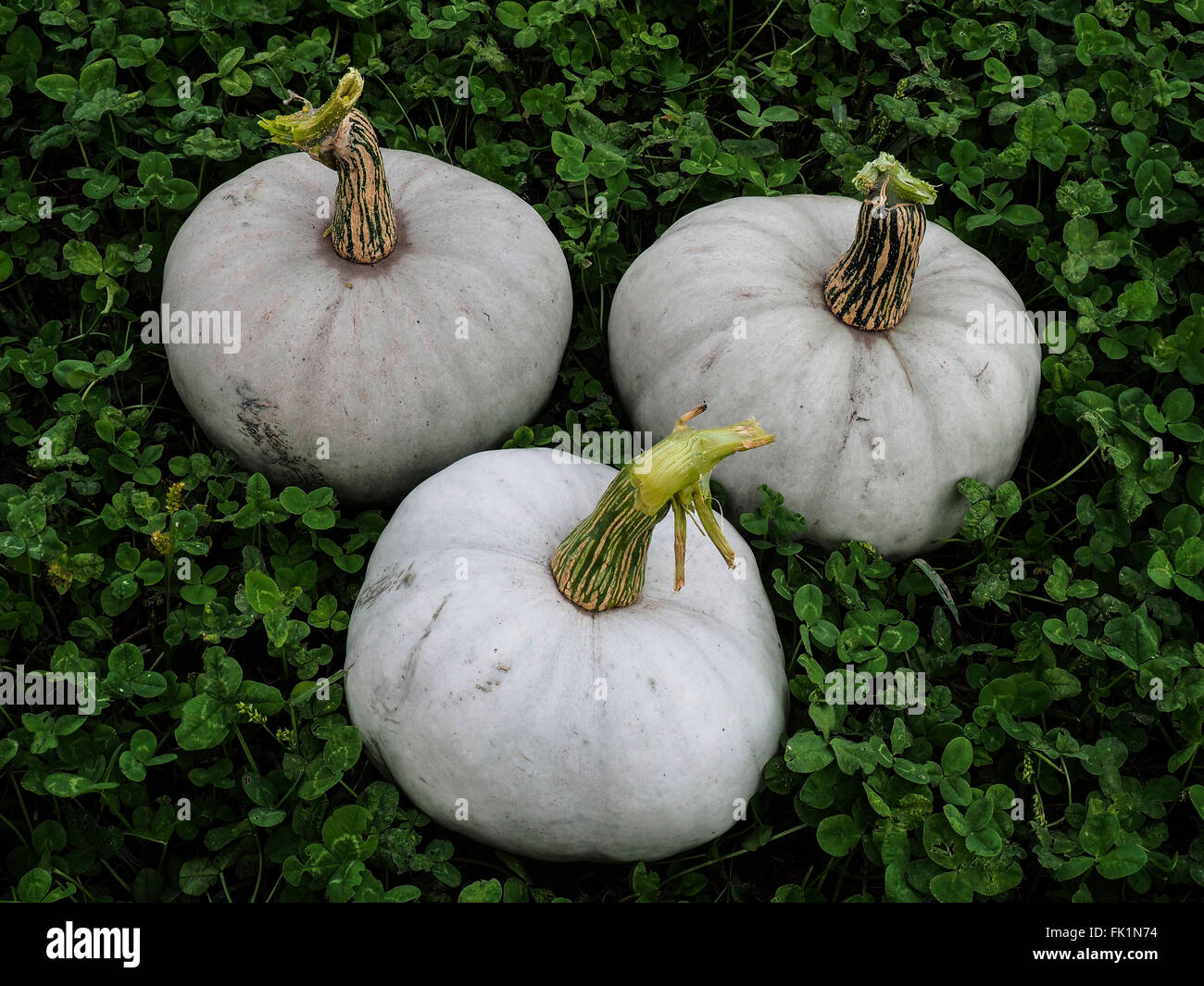 Ornamental white pumpkin hi-res stock photography and images - Alamy