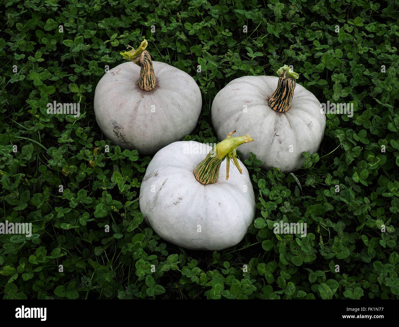 Ornamental white pumpkin hi-res stock photography and images - Alamy