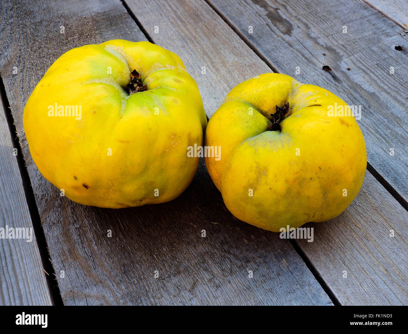 Yellow quinces green leaf hi-res stock photography and images - Alamy