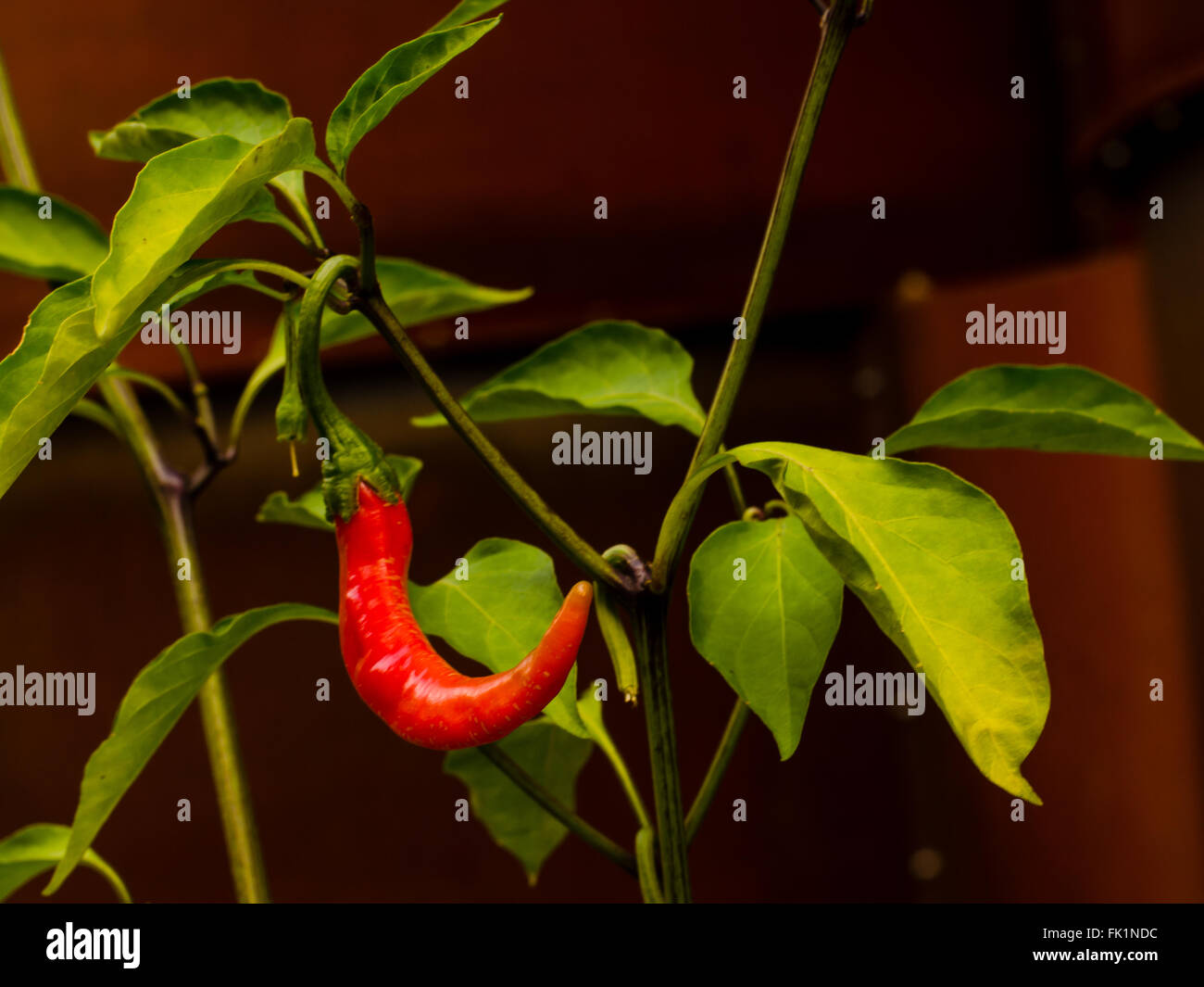 details of a plant of red hot chili pepper Stock Photo - Alamy