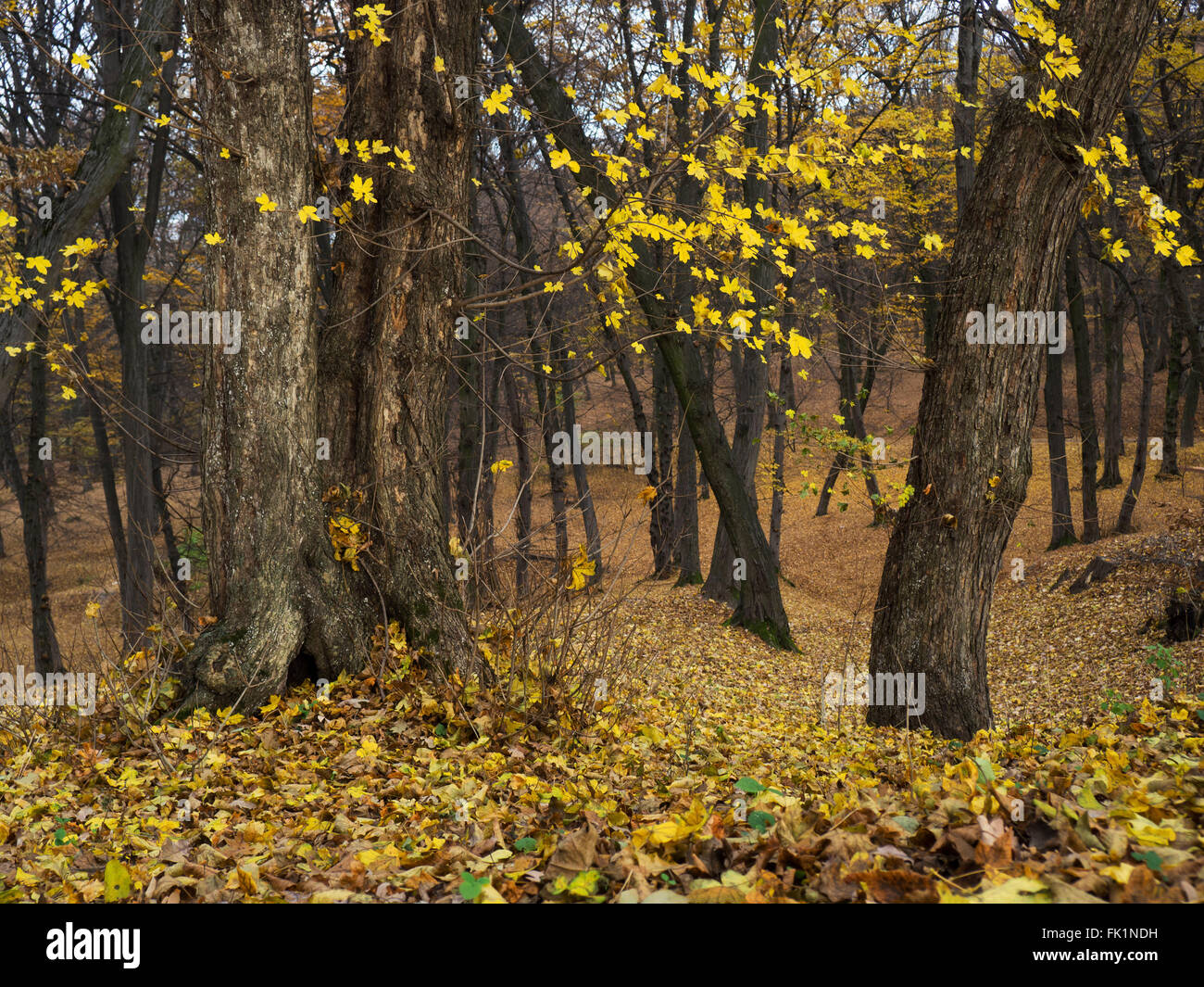 Purple autumn ash hi-res stock photography and images - Alamy