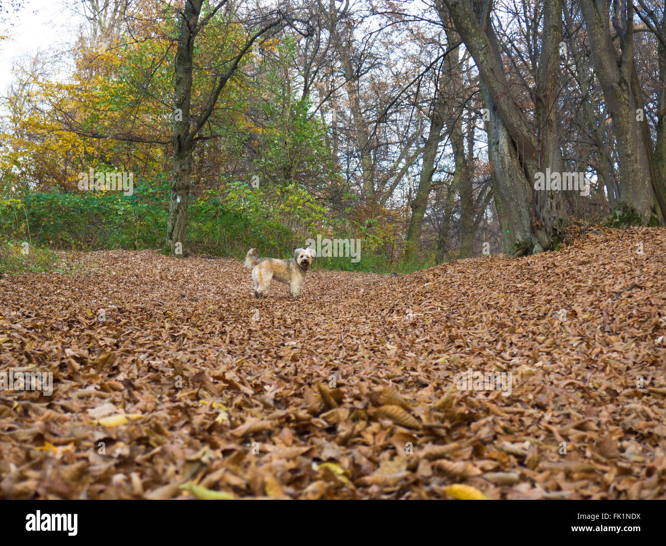 autumn dog in the forest Stock Photo - Alamy