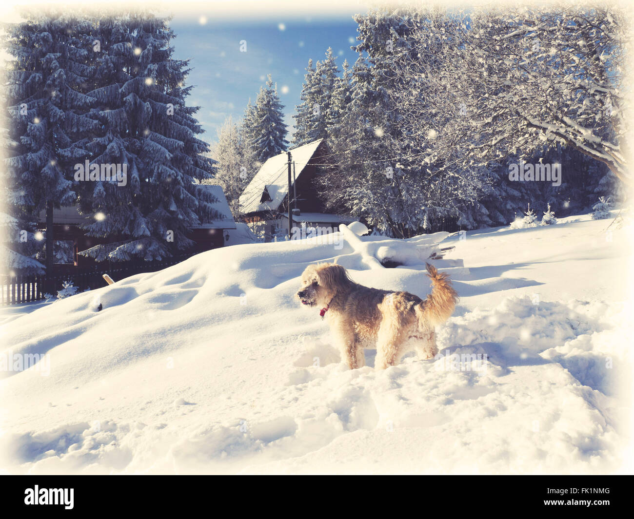 Border dog hi-res stock photography and images - Alamy