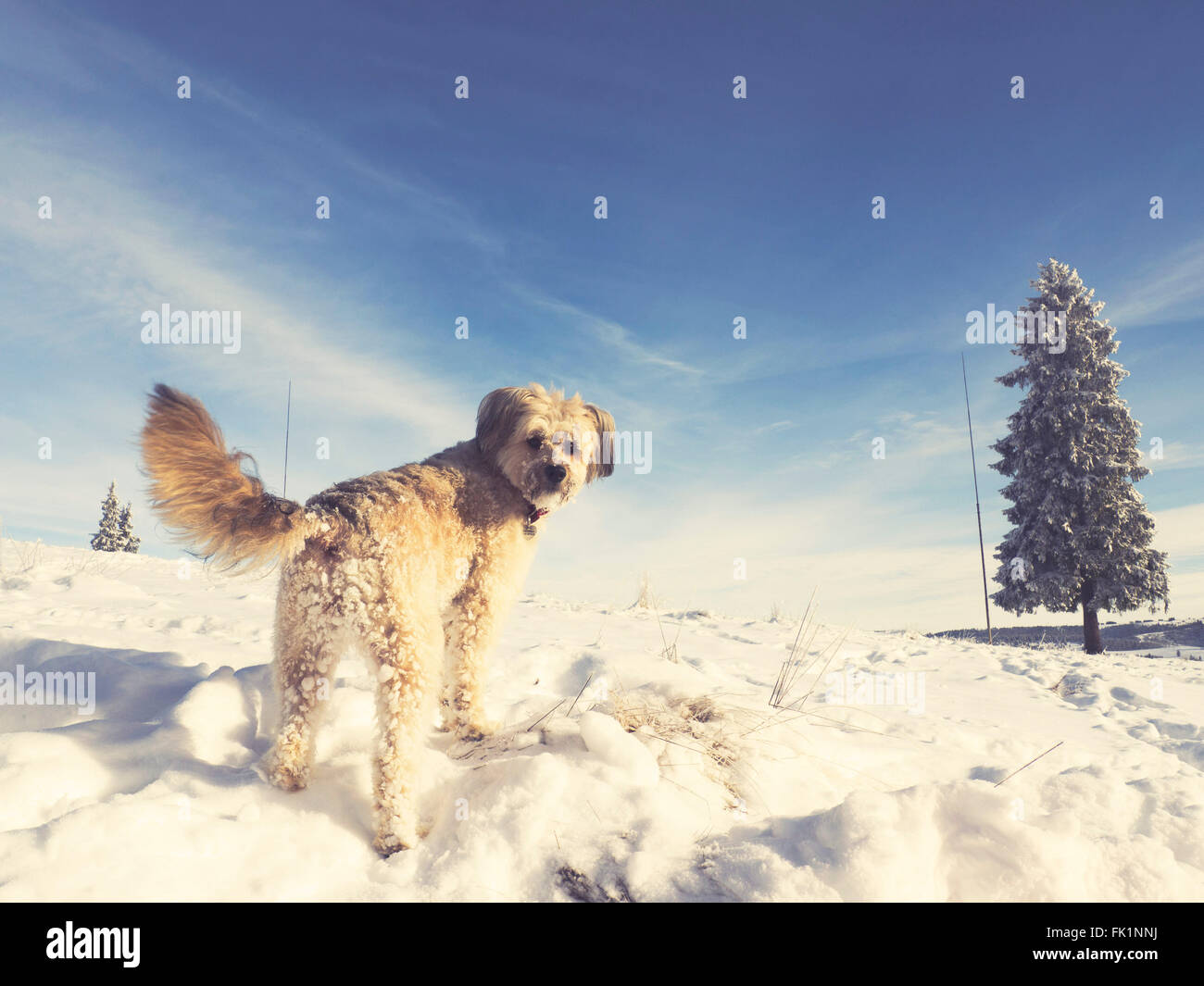 Winter weather dog hi-res stock photography and images - Alamy