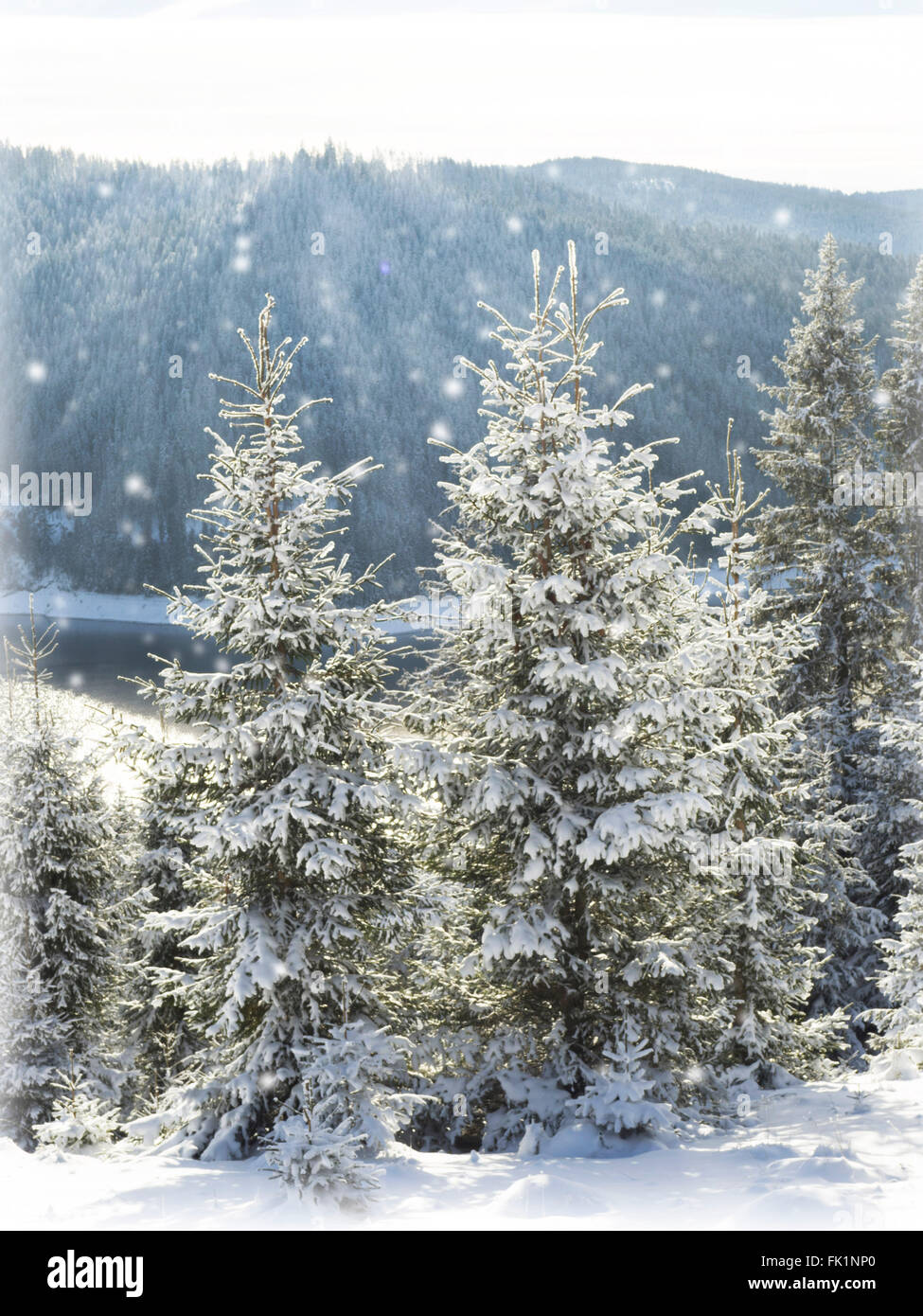 Wonderland tree hi-res stock photography and images - Alamy