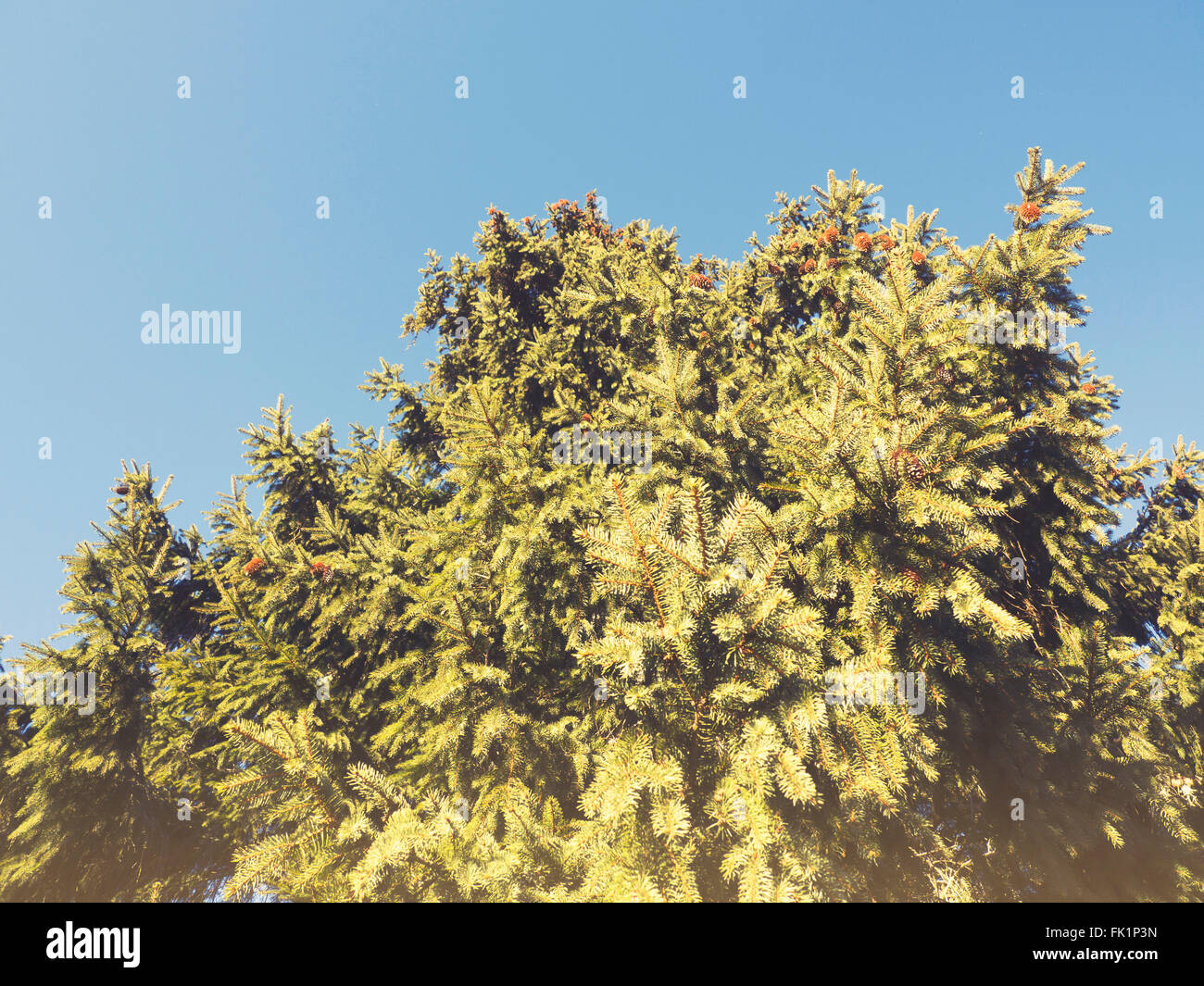 Fir background hi-res stock photography and images - Alamy