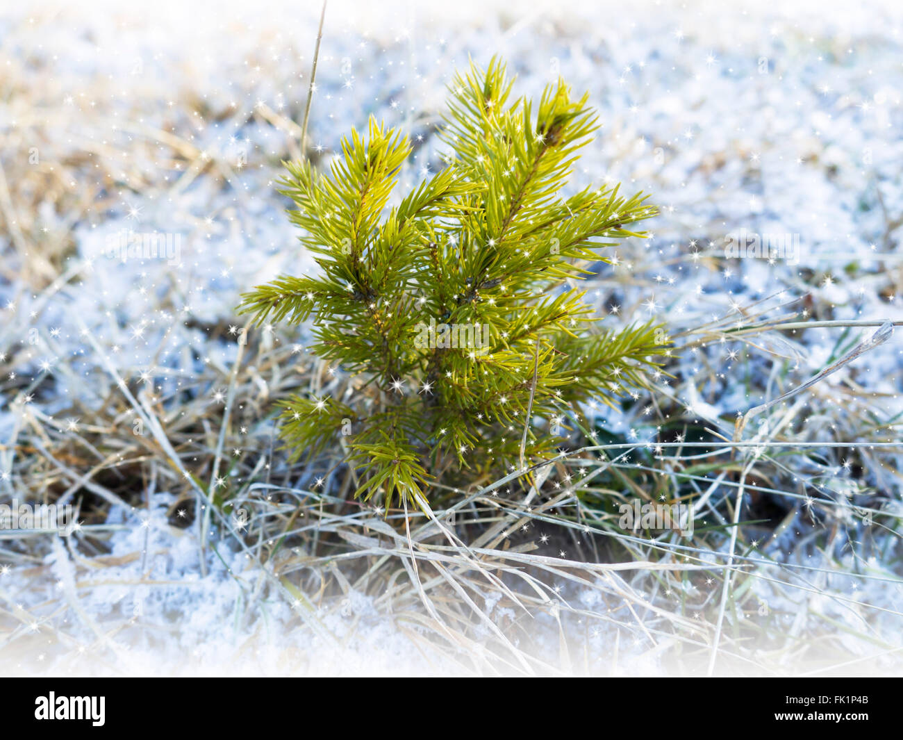 little fir tree Stock Photo - Alamy