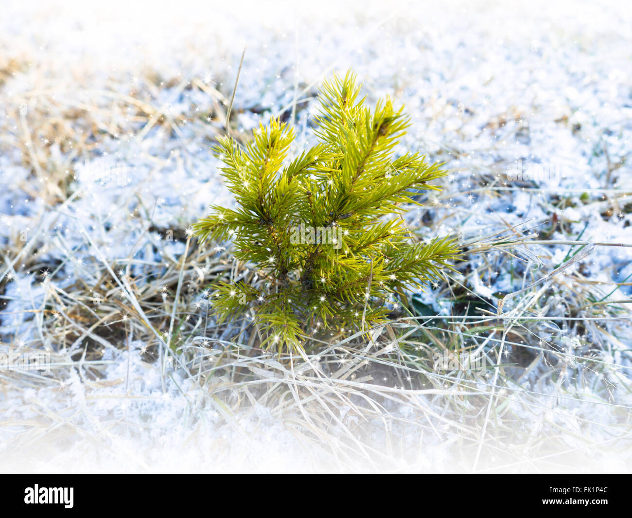 little fir tree Stock Photo - Alamy