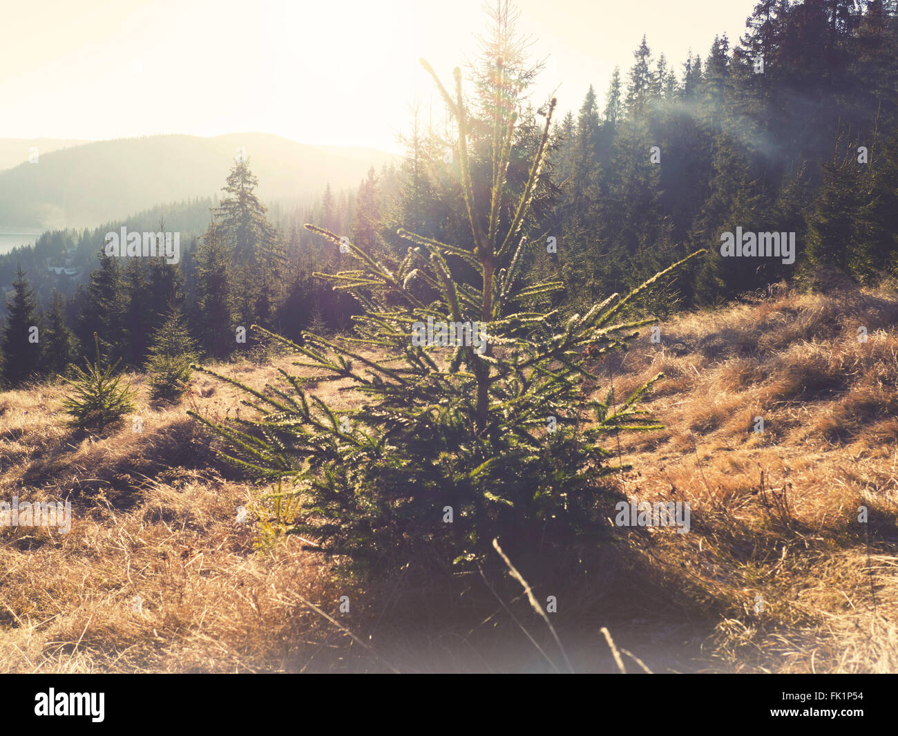 little fir tree Stock Photo - Alamy