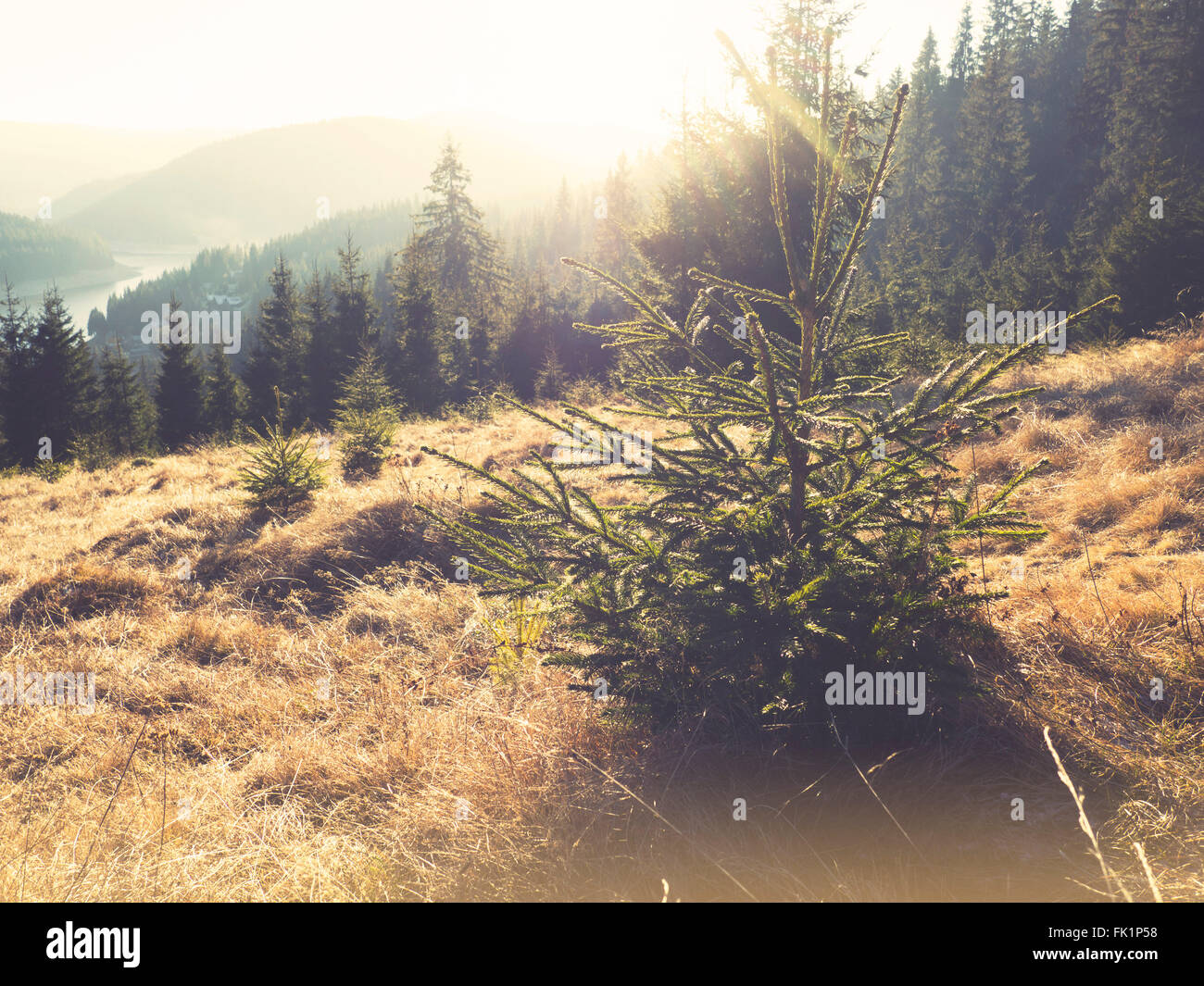 little fir tree Stock Photo - Alamy