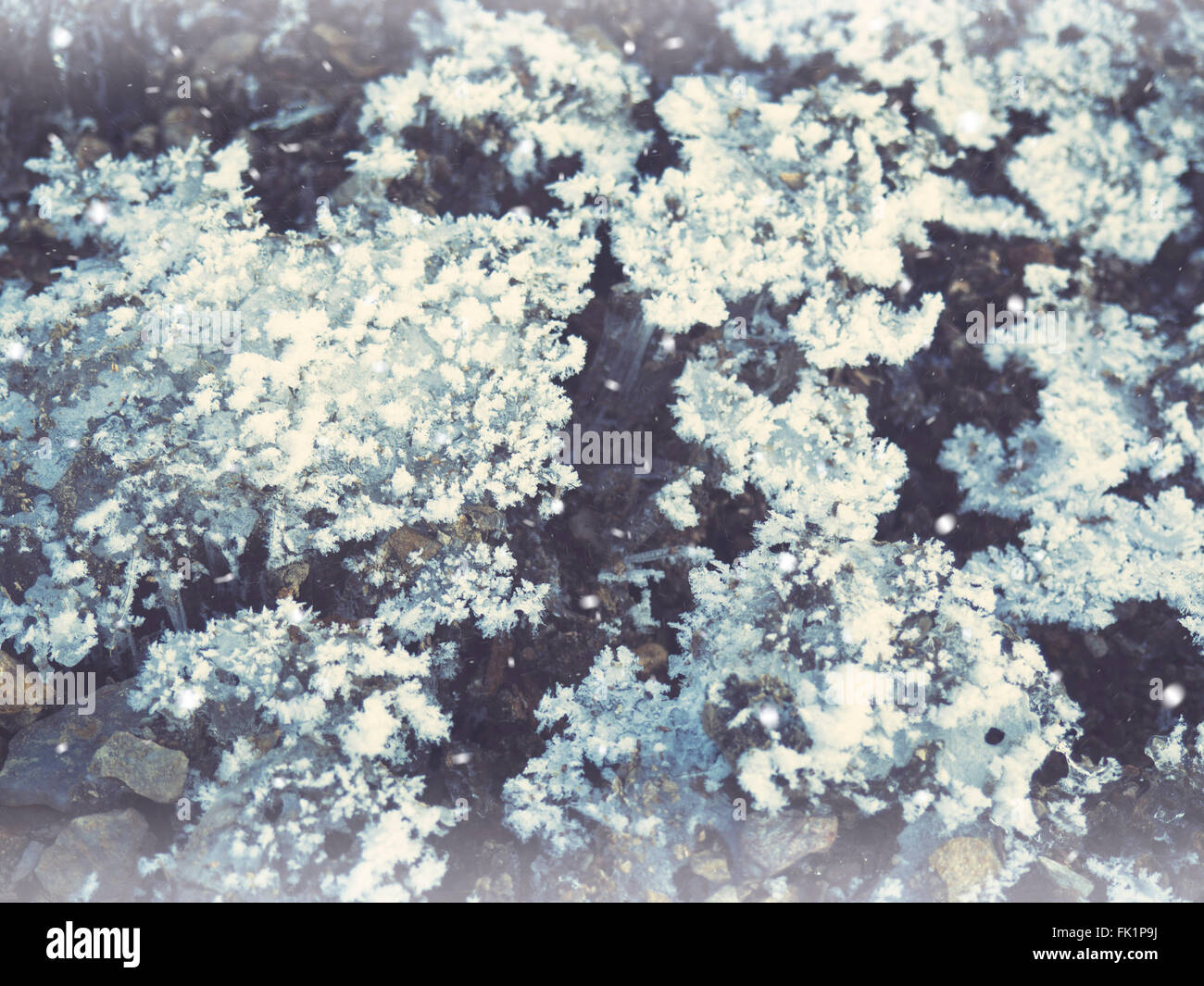 Ice flower hi-res stock photography and images - Alamy