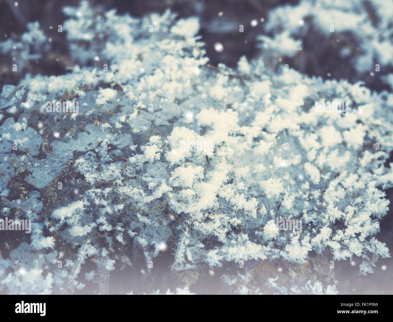 Ice flower hi-res stock photography and images - Alamy