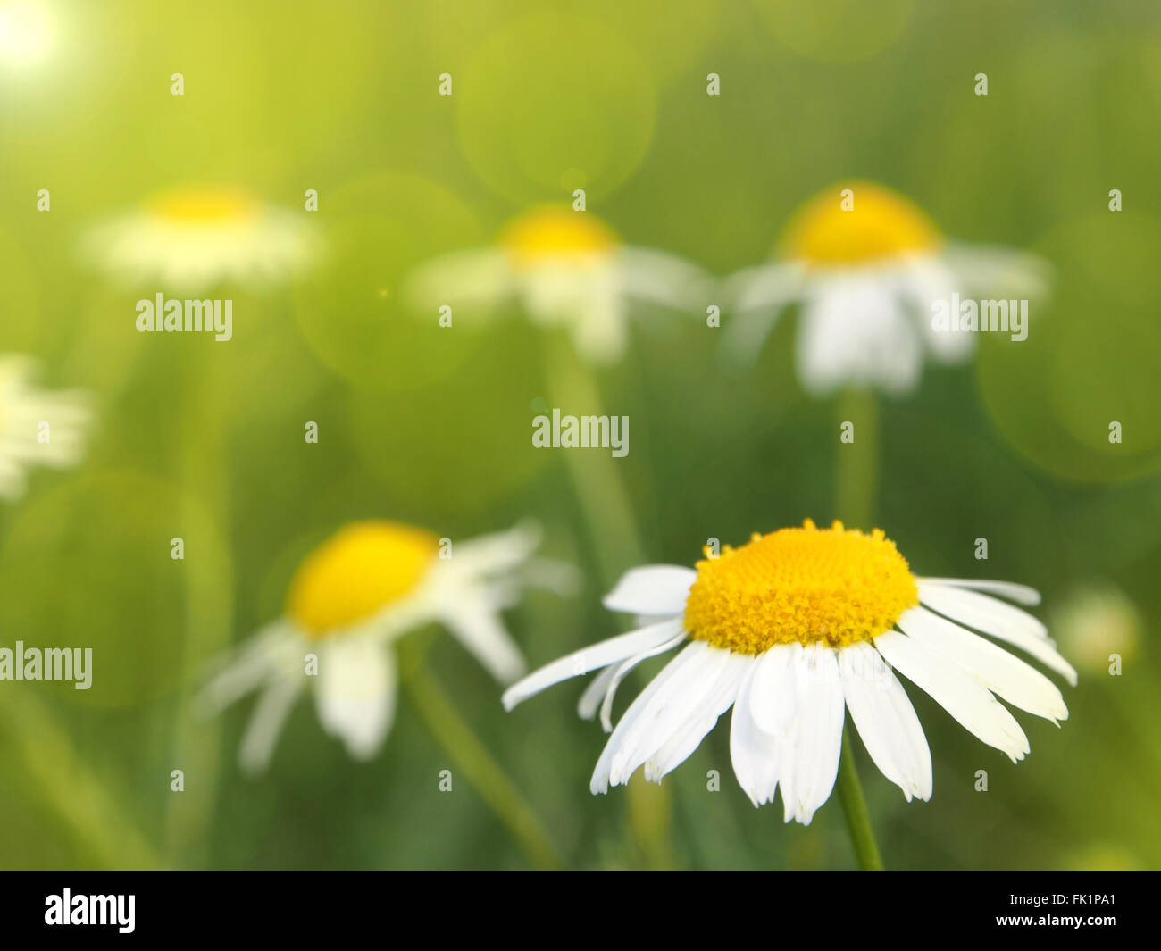 daisies summer background Stock Photo - Alamy