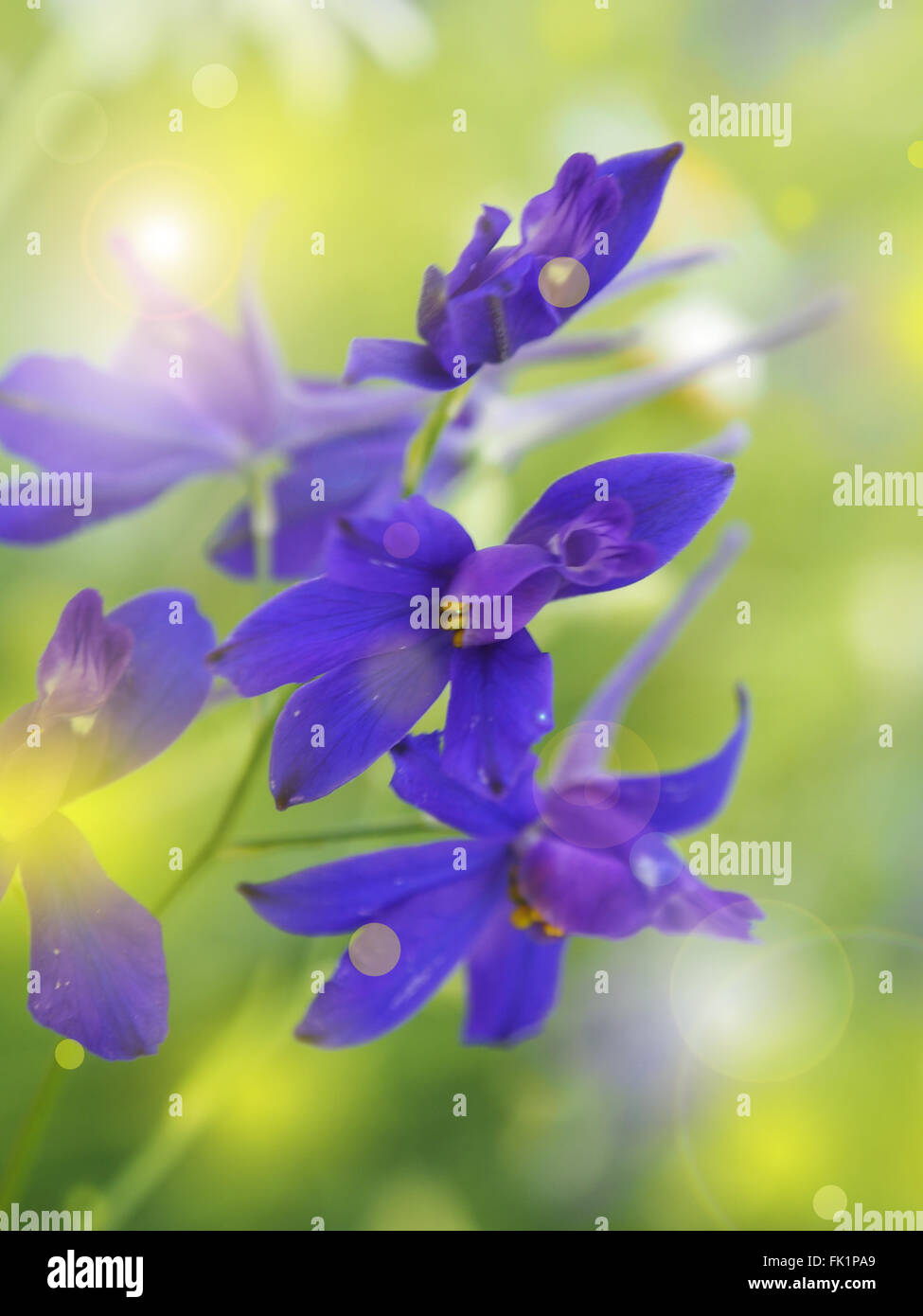Purple field flower close hi-res stock photography and images - Alamy