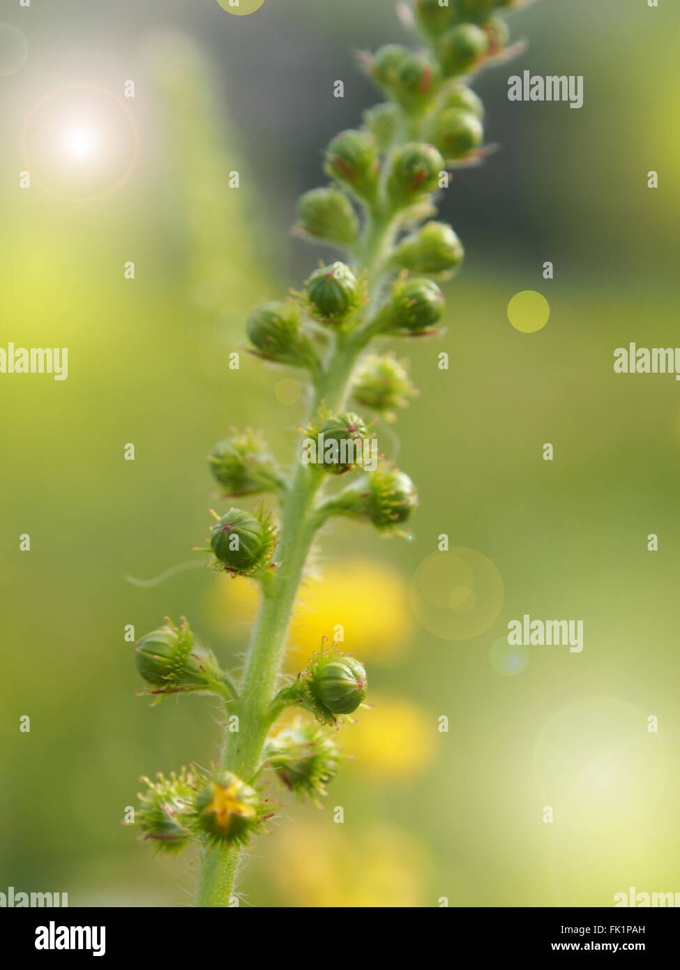 Spring light hi-res stock photography and images - Alamy