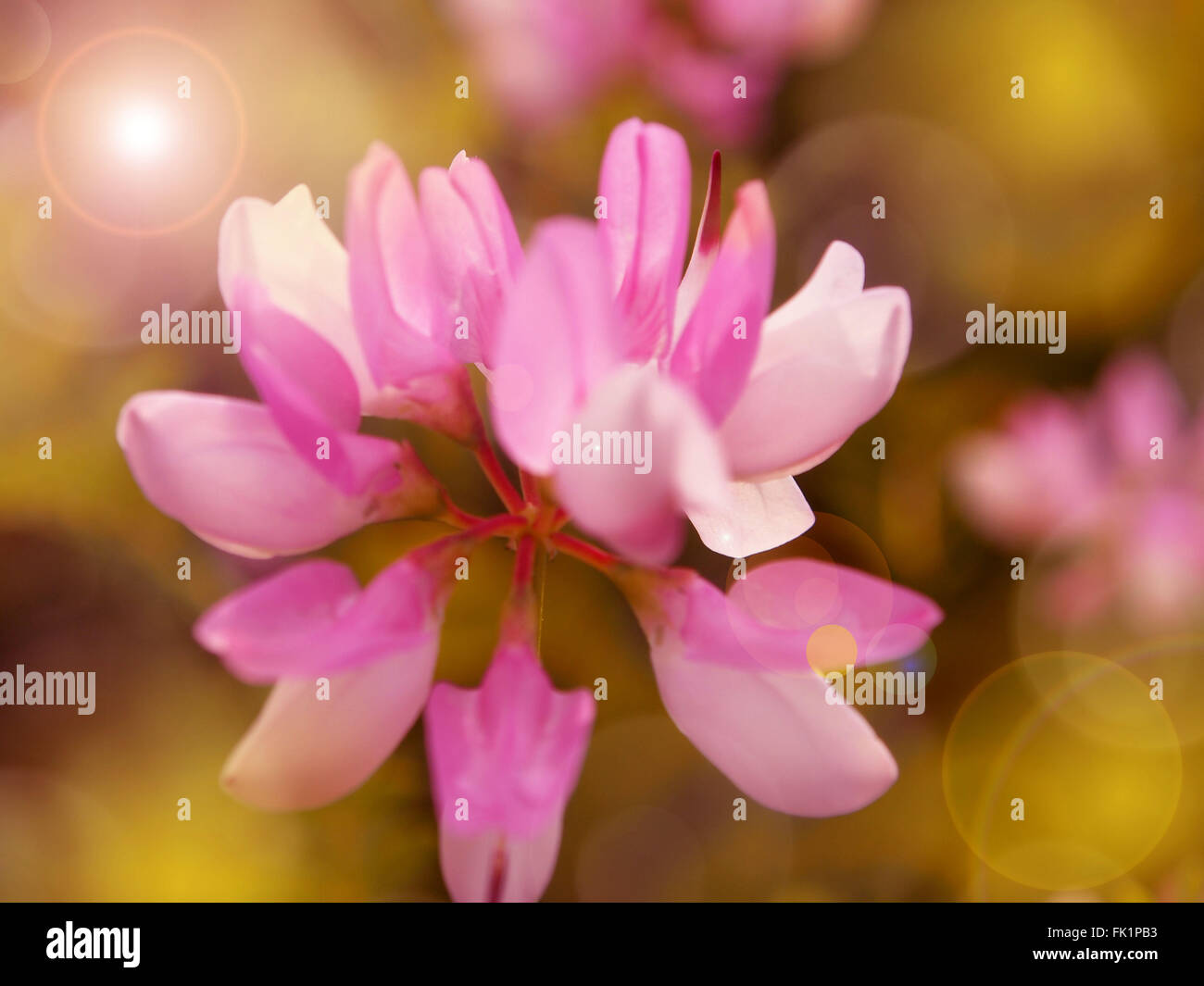 pink flower card Stock Photo - Alamy