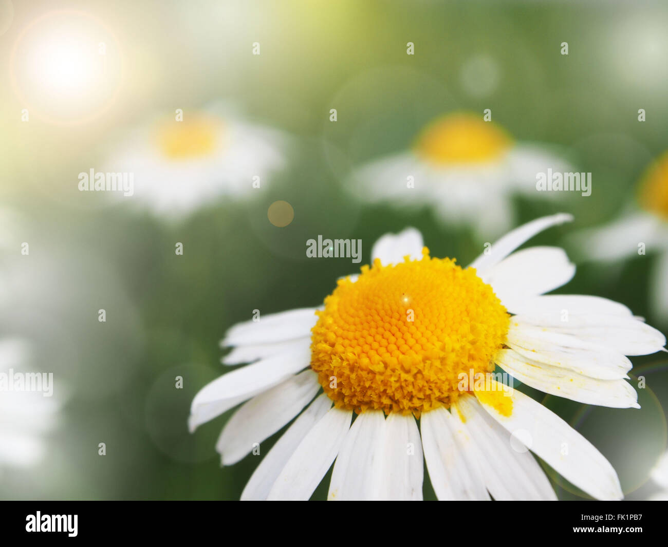 Budding daisy hi-res stock photography and images - Alamy