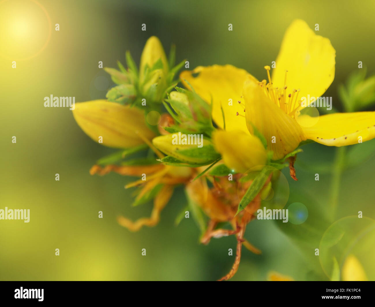 Yellow velvet flower hi-res stock photography and images - Alamy