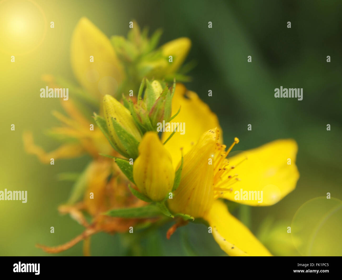 Yellow velvet flower hi-res stock photography and images - Alamy