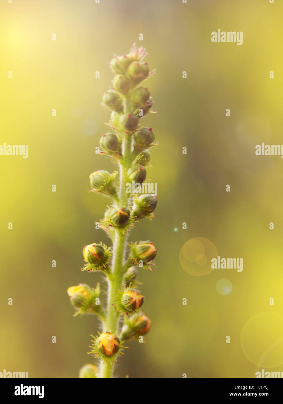 Budding life hi-res stock photography and images - Alamy