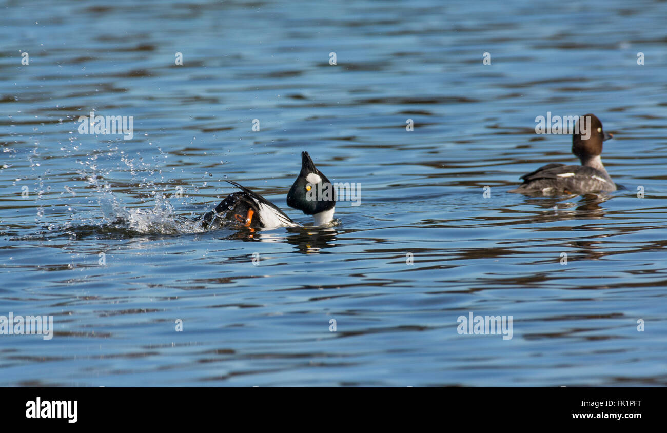 Goldeneye male and female hi-res stock photography and images - Alamy