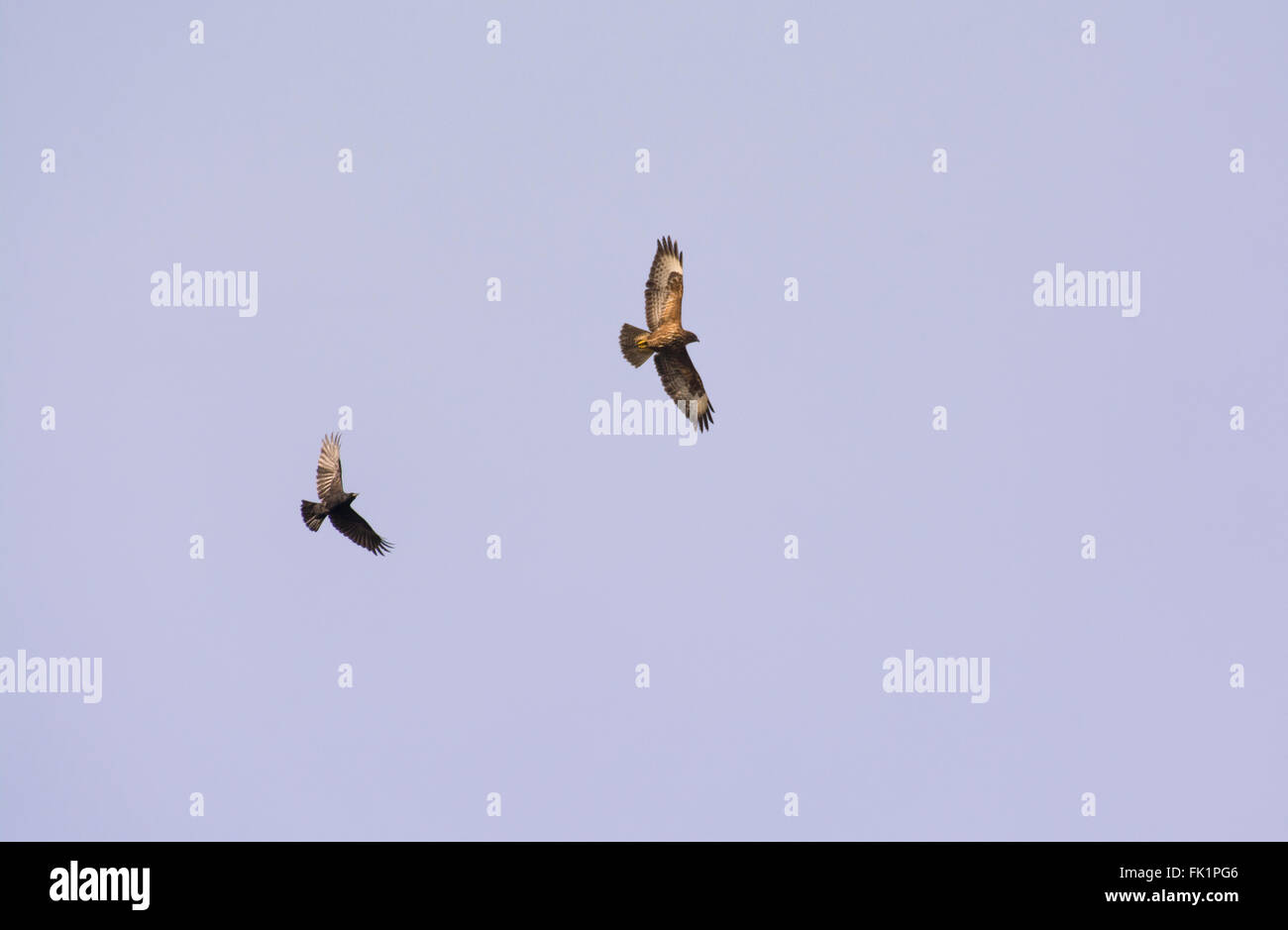 Raptor and crow hi-res stock photography and images - Alamy