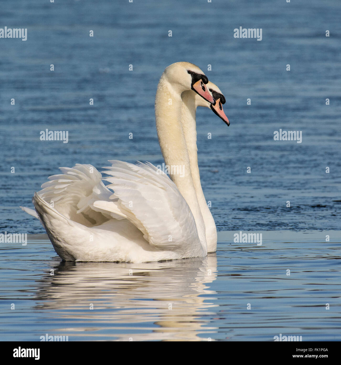 Couple mute swans hi-res stock photography and images - Alamy