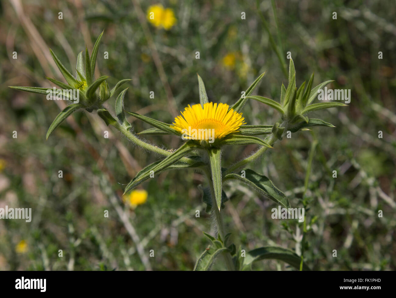 Spiny star hi-res stock photography and images - Alamy