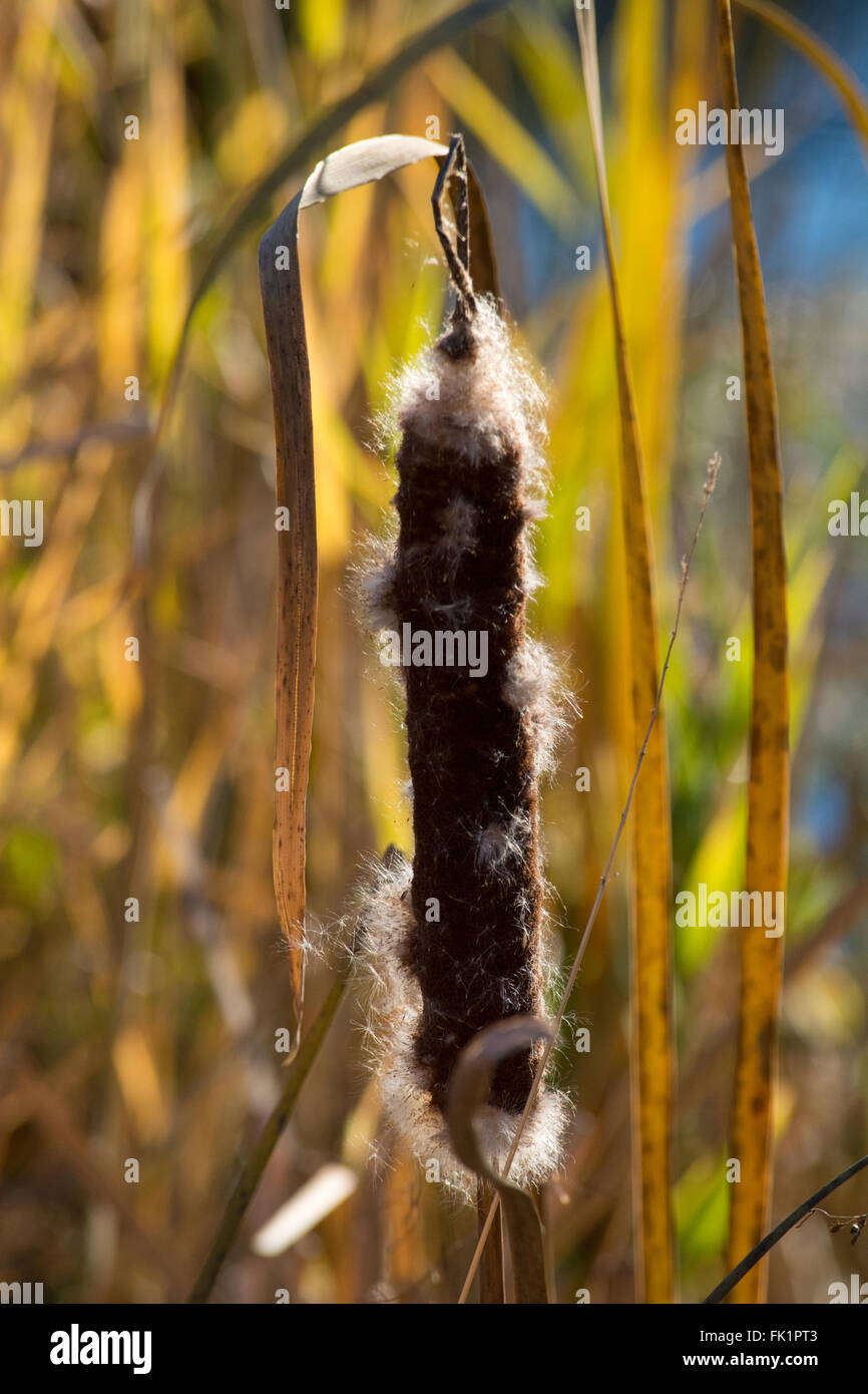 Bullrush grass hi-res stock photography and images - Alamy