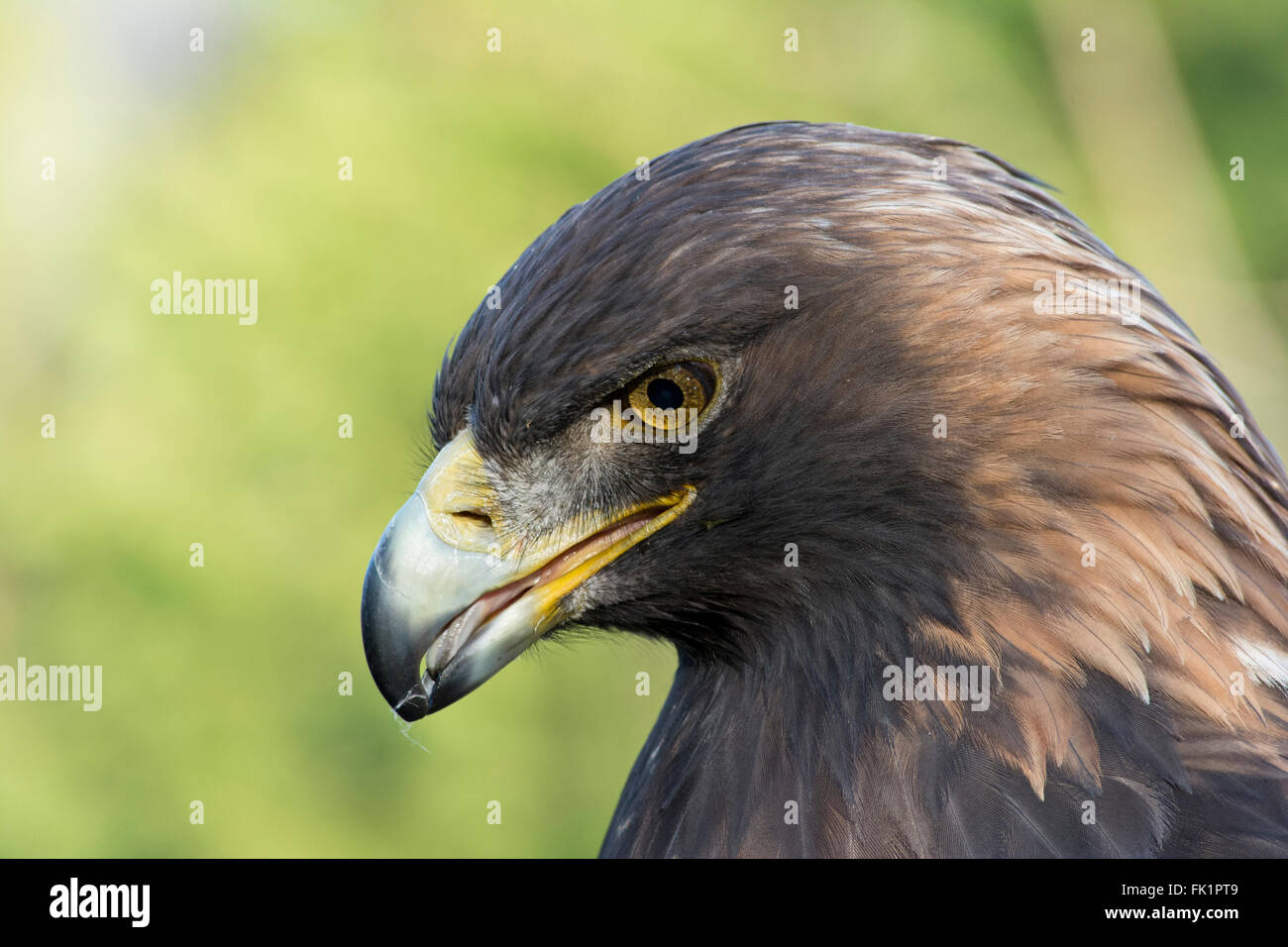 Close-up of a Golden Eagle Stock Photo - Alamy