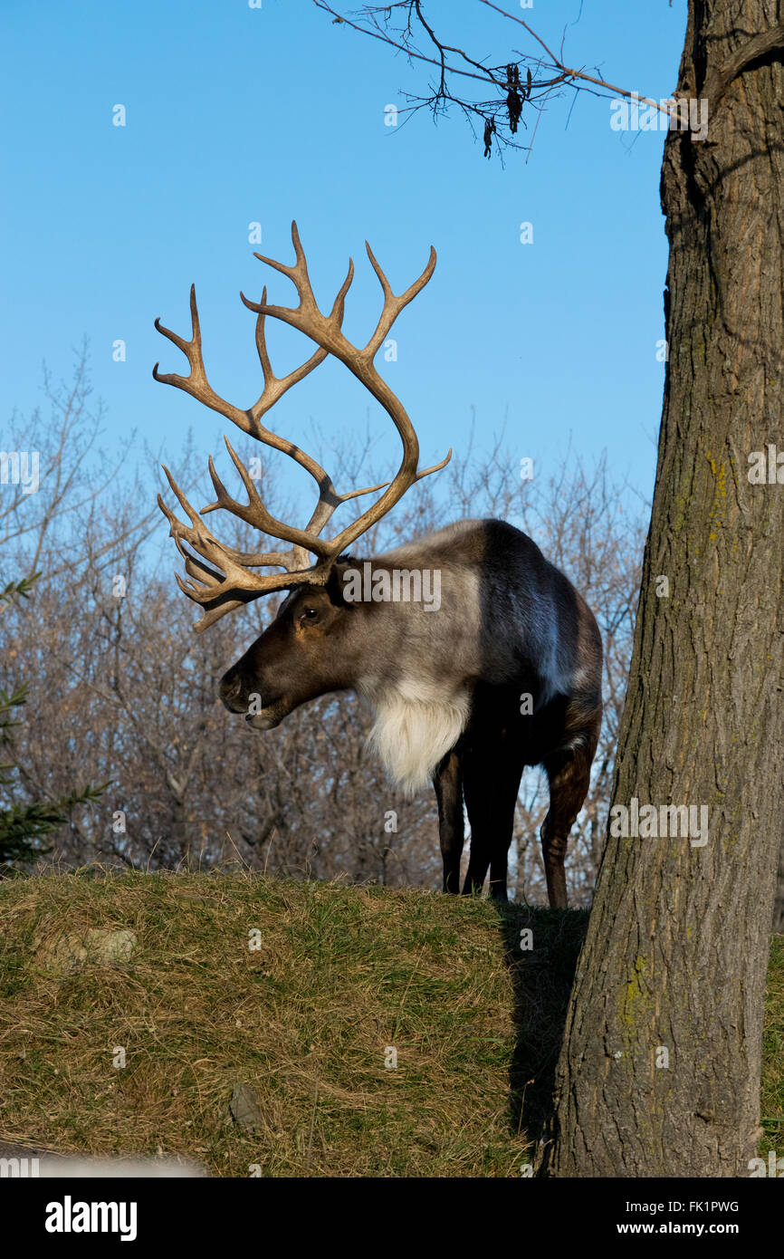 Male woodland caribou hi-res stock photography and images - Alamy