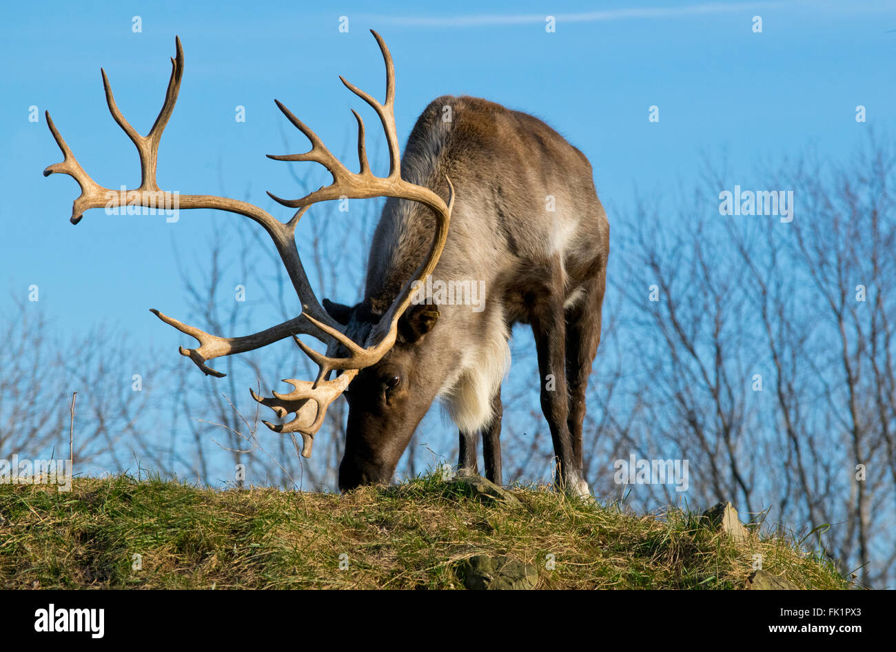 A male Woodland caribou Stock Photo - Alamy