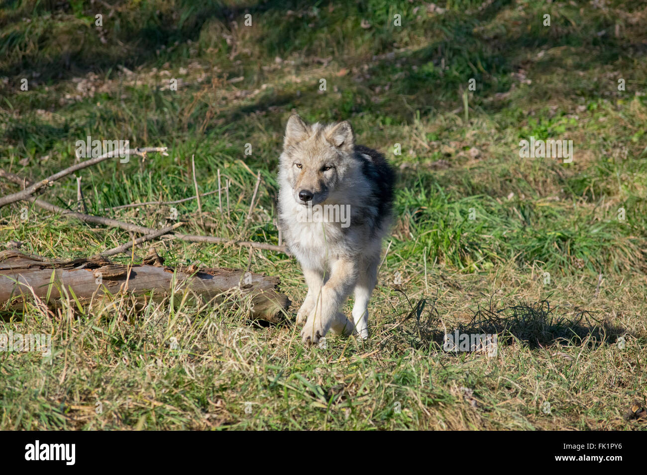 A Wolf Cub Stock Photo - Alamy