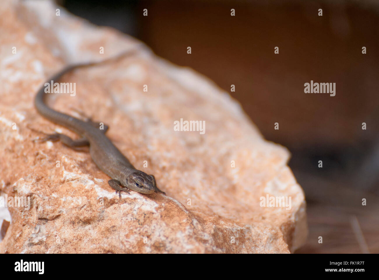 Full body lizard hi-res stock photography and images - Alamy